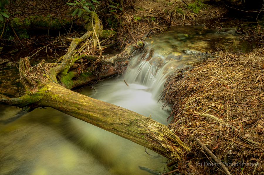 Birch Run Waterfall by Dream World Images Wall Art
