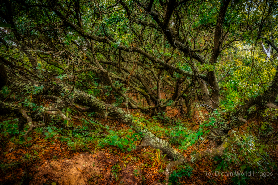 Whispers of a Hidden Forest: Exploring Jockey Ridge State Park by Dream ...