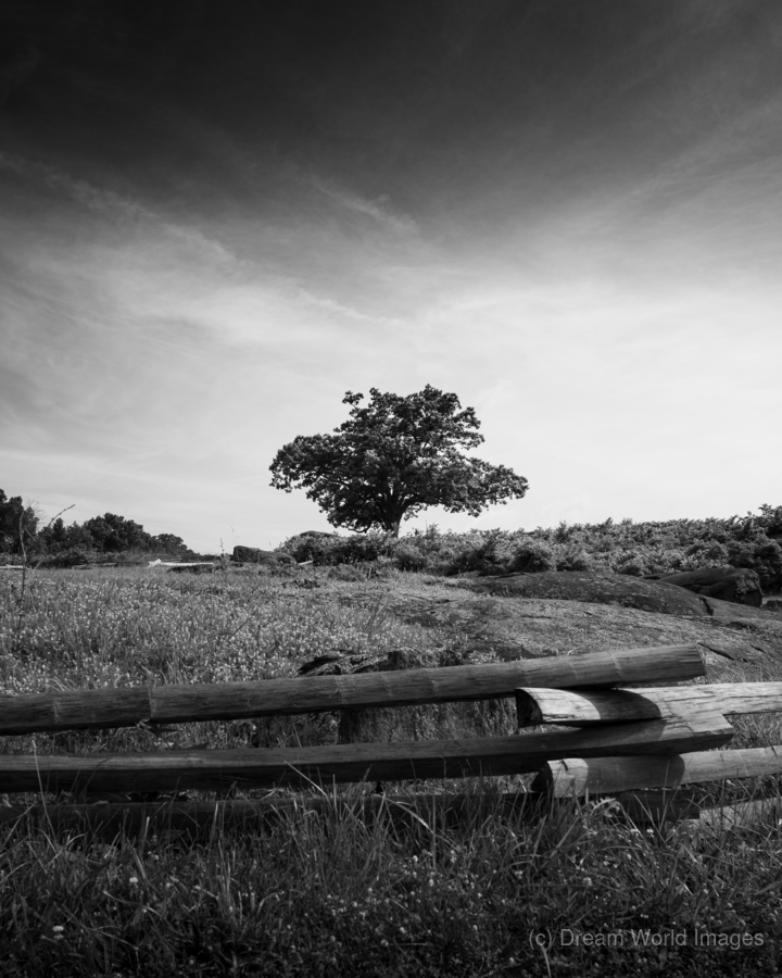 Capturing History: The Iconic Silhouette of the Devils Den Tree in ...