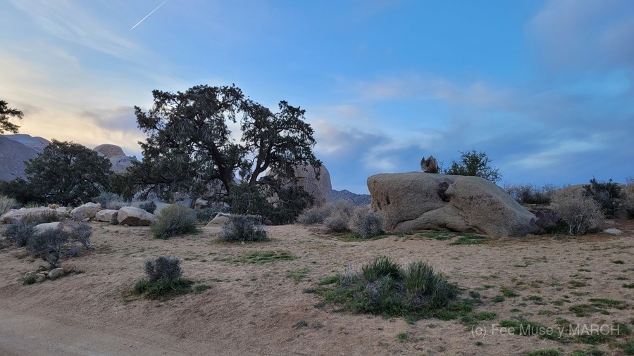 SHARK CHILLING by Fee Muse Wall Art