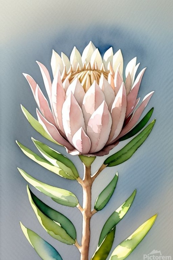 A Watercolor Drawing of a Protea Flower by Dan Santay Wall Art