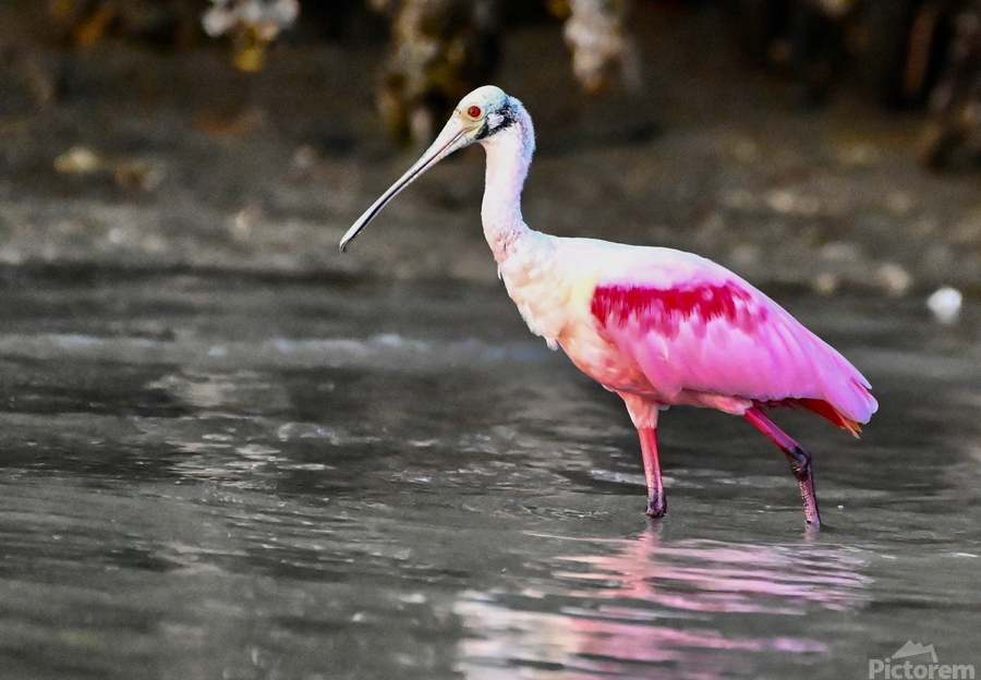 Male Roseate Spoonbill by Rachel Lombardo Wall Art