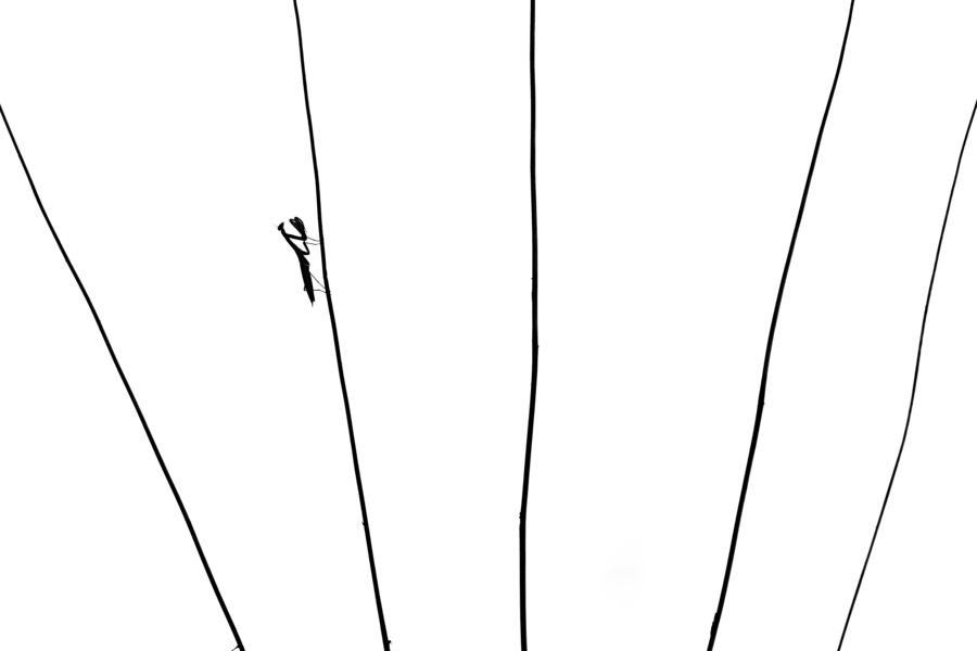 Graphism by Martin Coulon Wall Art