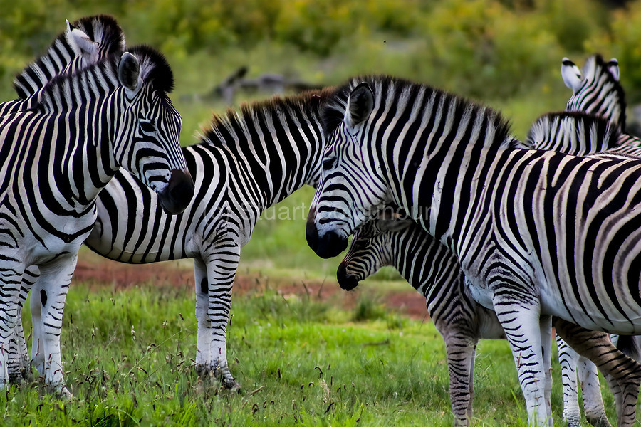 Family by Stuart Colquhoun Wall Art