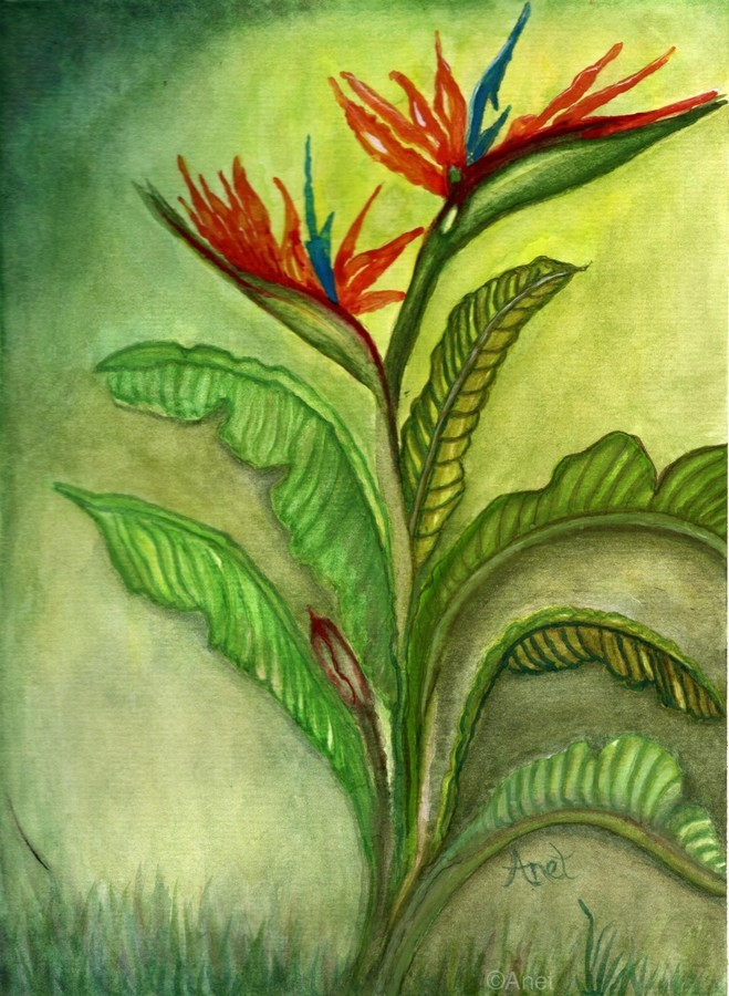 Firey Birds Of Paradise by Anet Wall Art