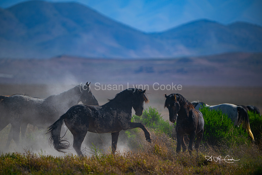BZ9 8669 Enhanced NR 2 by Susan Lynn Cooke Wall Art