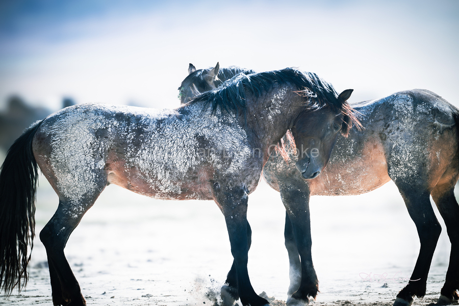 BZ9 0265 Enhanced NR 2 by Susan Lynn Cooke Wall Art