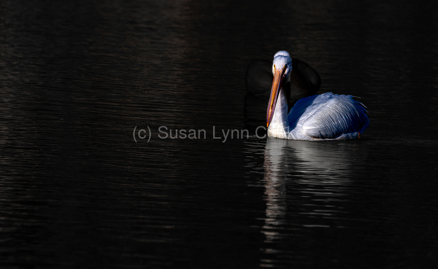 White feathered beauty by Susan Lynn Cooke Wall Art