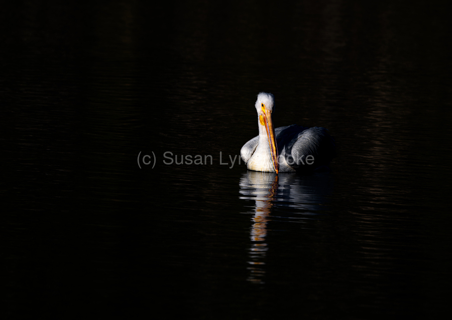 The white Pelican by Susan Lynn Cooke Wall Art