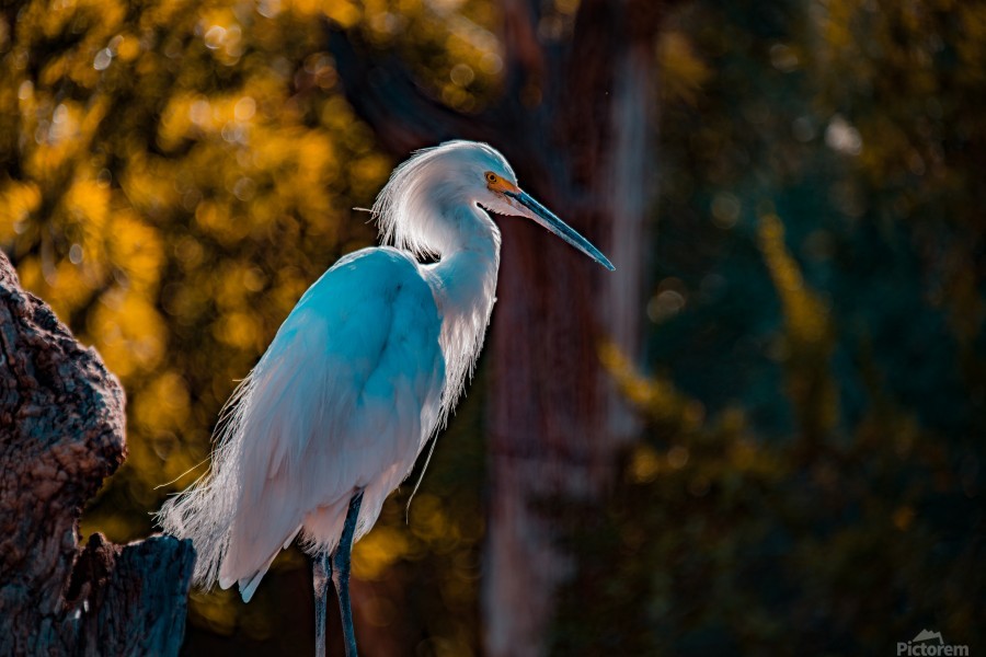 Heron by Cameron Grey Wall Art