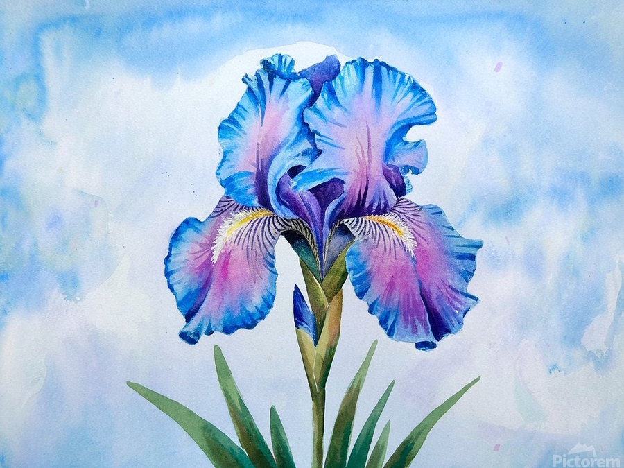iris flower