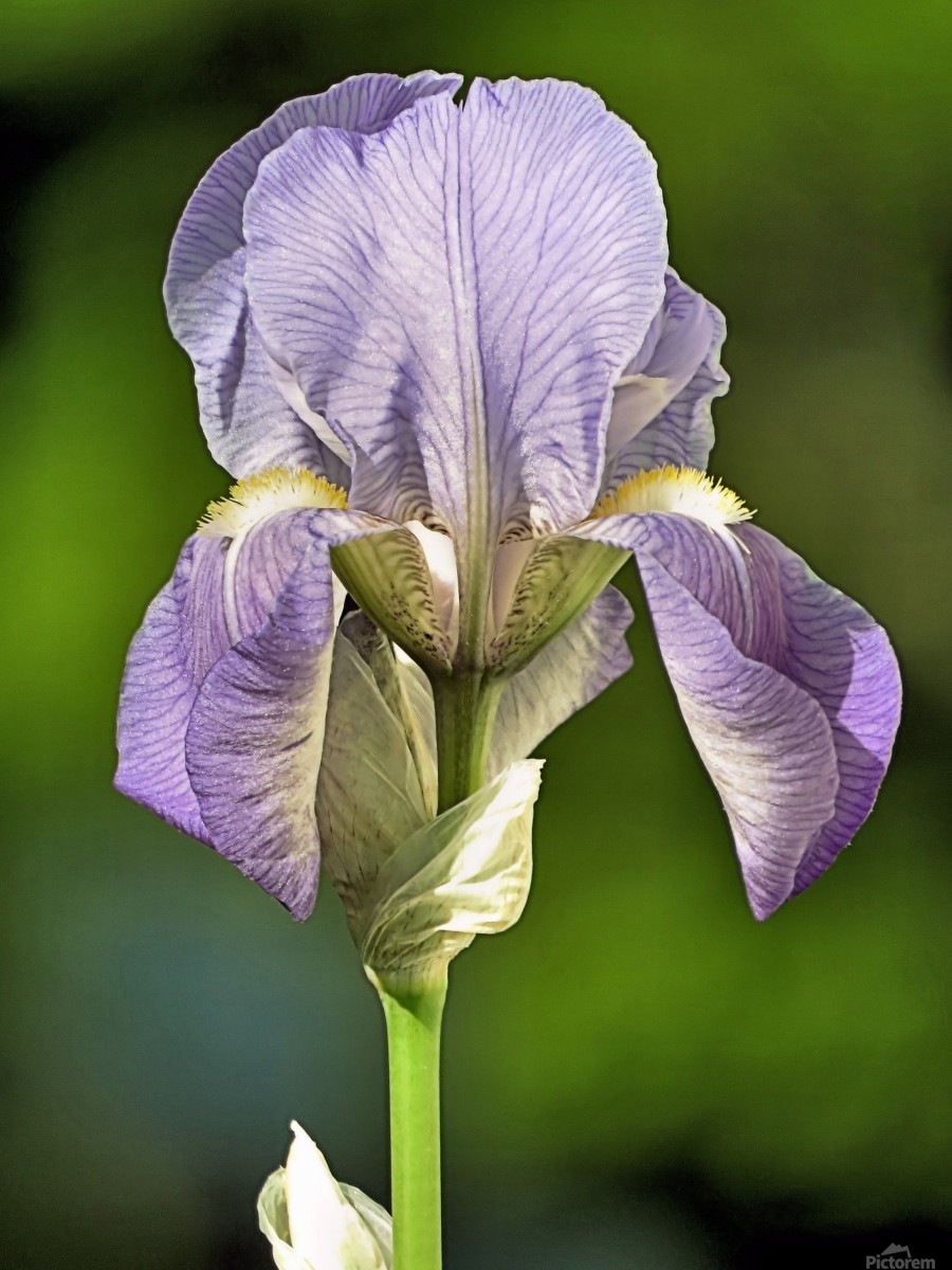 Light purple iris by Photography by Janice Drew Wall Art