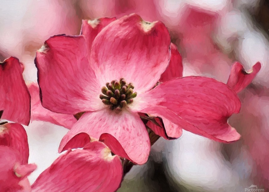 Dogwood by Photography by Janice Drew Wall Art