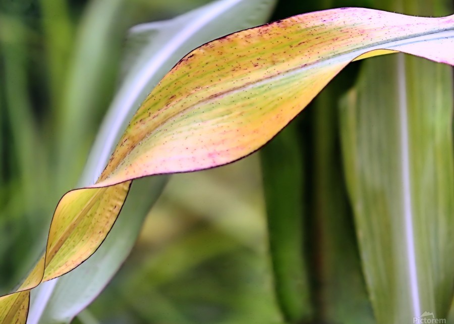 Flint corn leaf by Photography by Janice Drew Wall Art