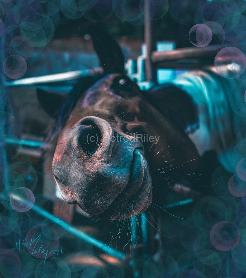 Goofy Horse by HotrodRiley Wall Art