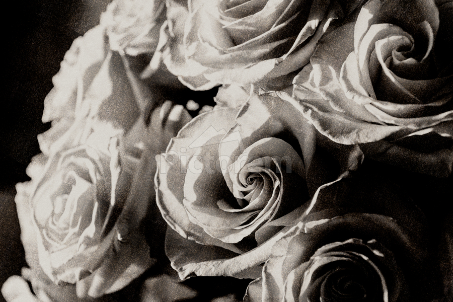 rose wallpaper grayscale moody background by GrapyArt Wall Art