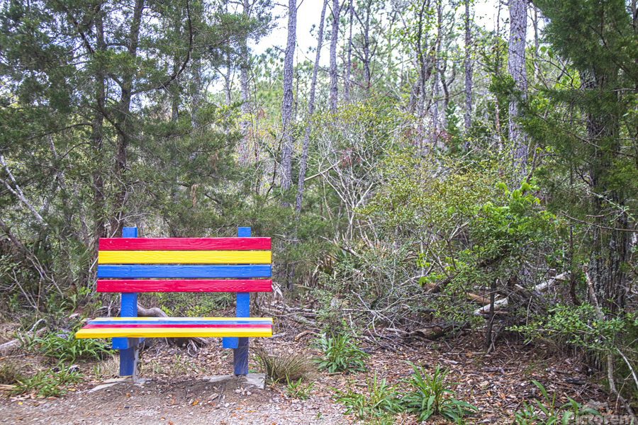 Rainbow Bench in the Croatan National Forest by Robert Decker Wall Art
