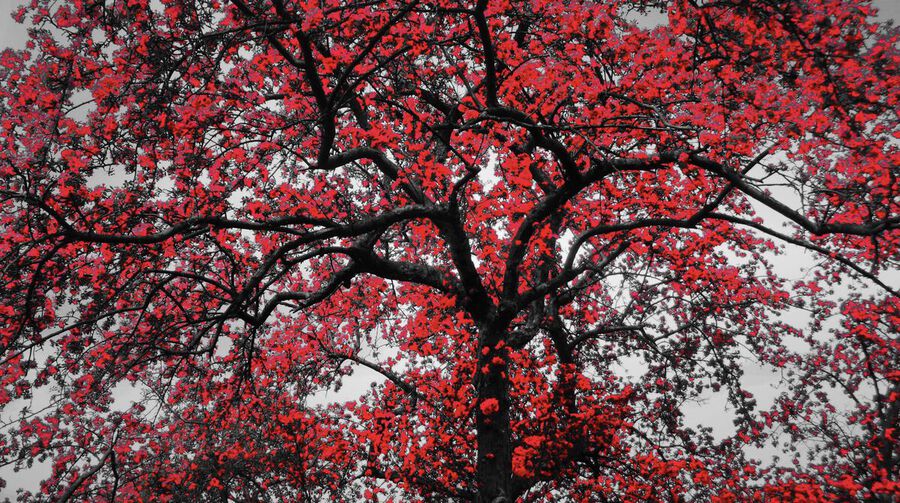 Red Black Tree by Jeremy Lyman Wall Art