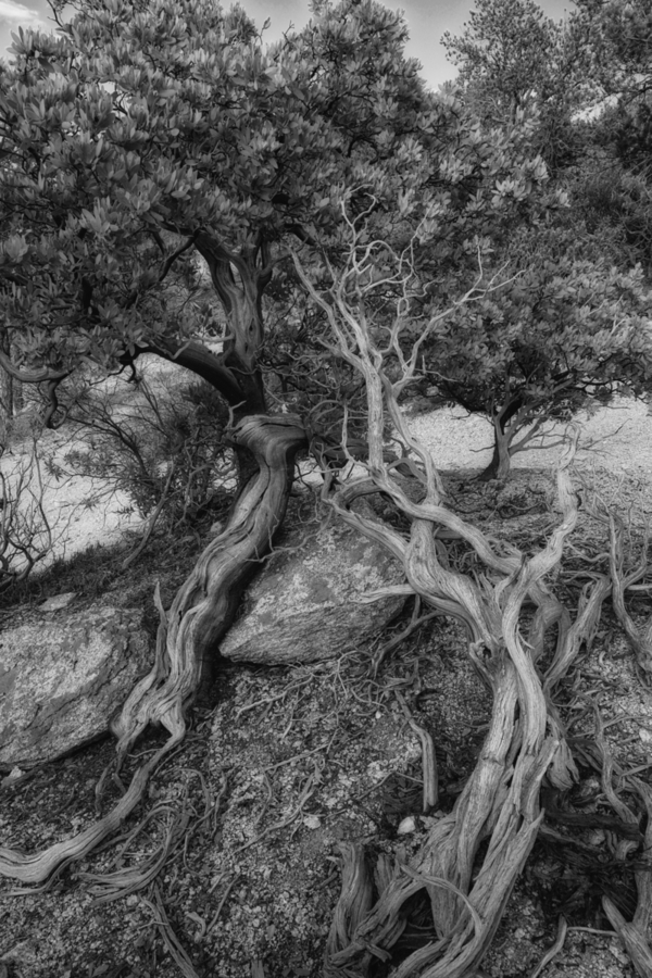 Windswept Trees at Windy Point by Eduardo Palazuelos Wall Art