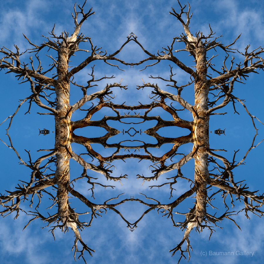 Forced Symmetry Tree par Baumann Gallery