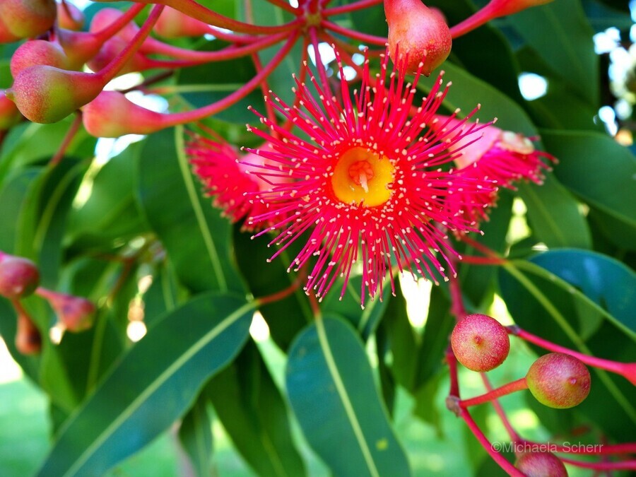 Australian Red Flowering Gum Tree by Michaela Scherr Wall Art