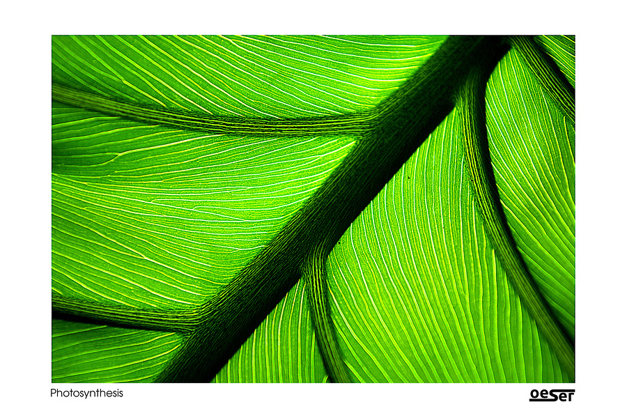 Photosynthesis by george oeser fine art fotografie Wall Art