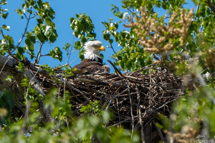 Bald Eagle Mother and Child by Joshua Snyder Wall Art