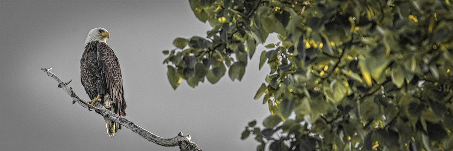 FS250707PANO EAGLE RESTING ON TREE by FOTOSQUARES COM Wall Art