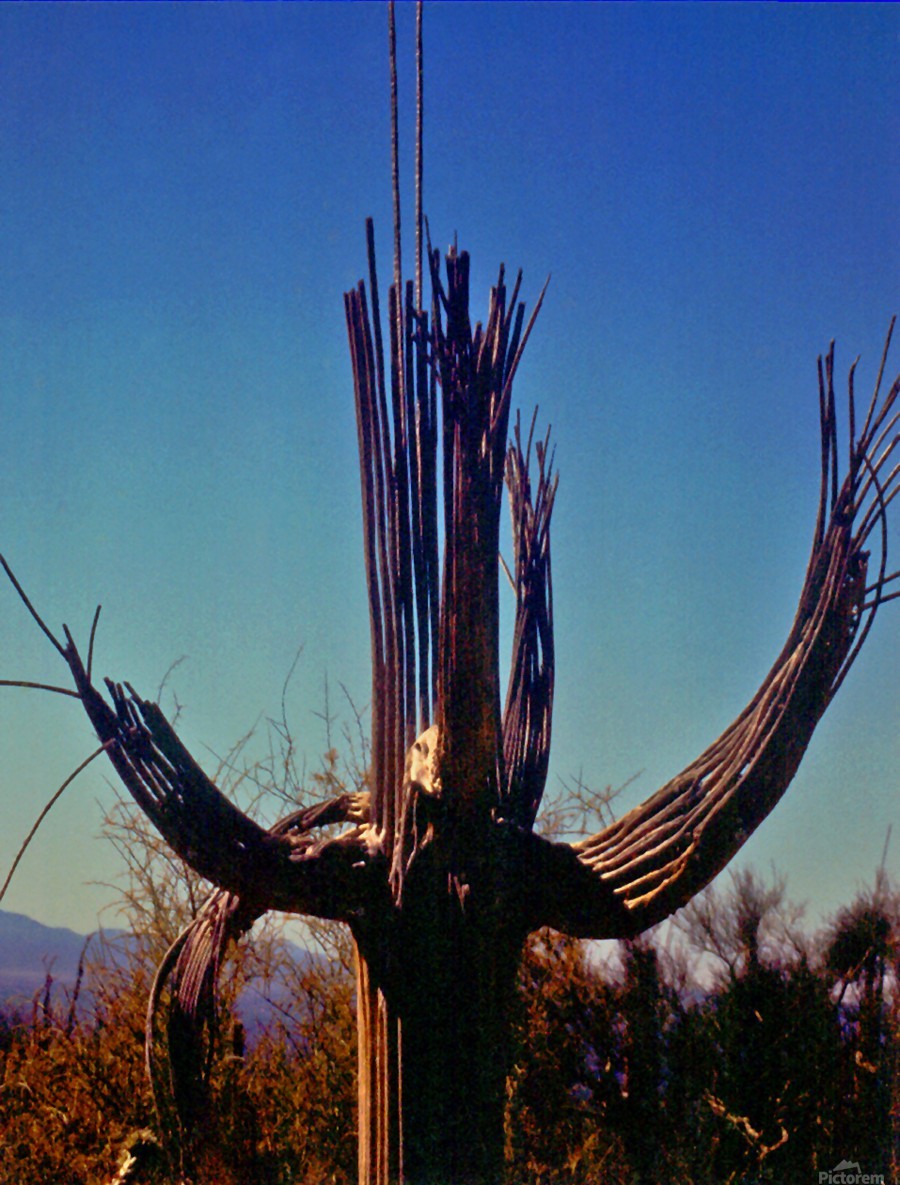 Saguaro Cactus Skeleton by ImagesAsArt By John Louis Benzin Wall Art