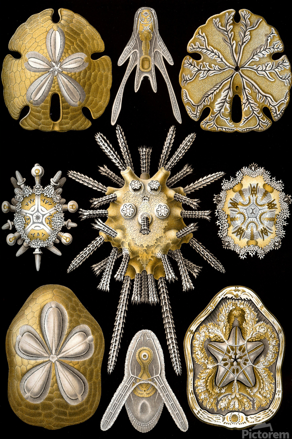 ernst haeckel by artvi Wall Art