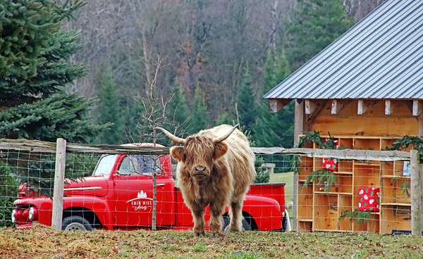 Highland Cow With Classic Ford Truck by Deb Oppermann Wall Art