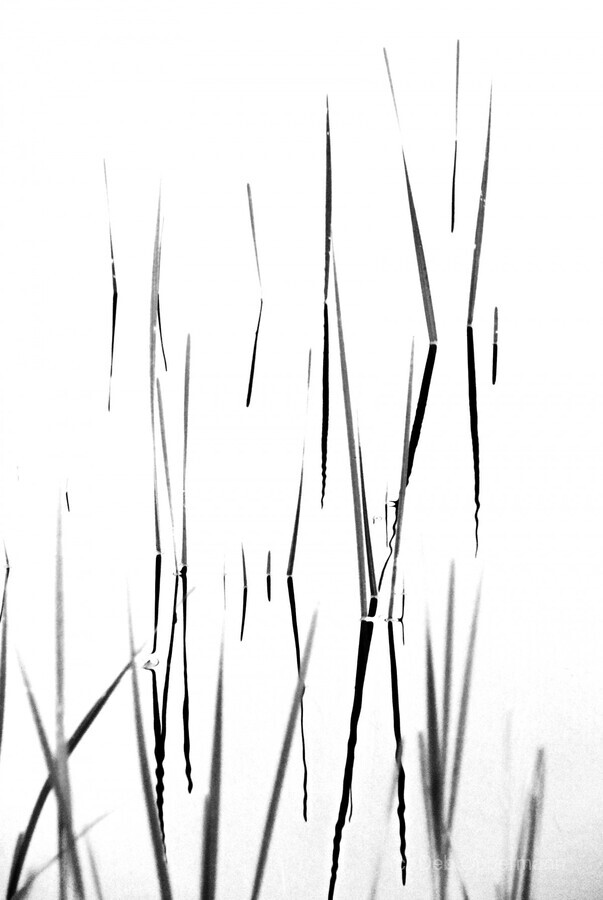 Aquatic Reeds Black And White by Deb Oppermann Wall Art