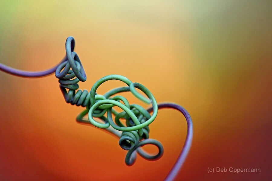 Bewildering by Deb Oppermann Wall Art