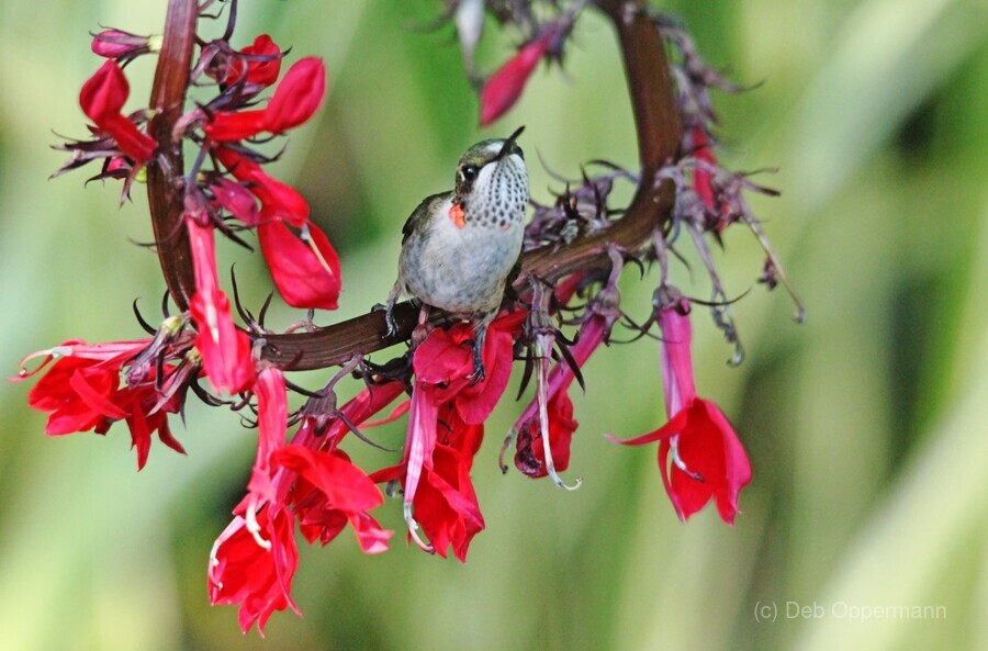 Hummingbird With Attitude by Deb Oppermann Wall Art