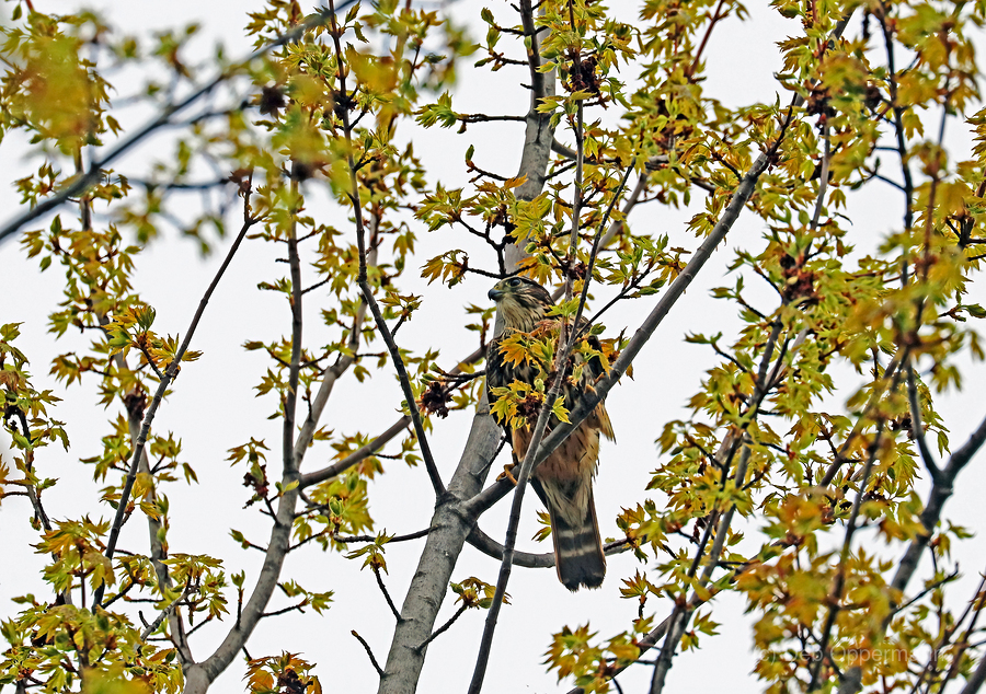 Merlin In Spring Maple Tree by Deb Oppermann Wall Art