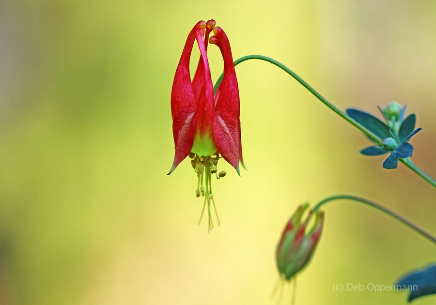 Native Columbine by Deb Oppermann Wall Art