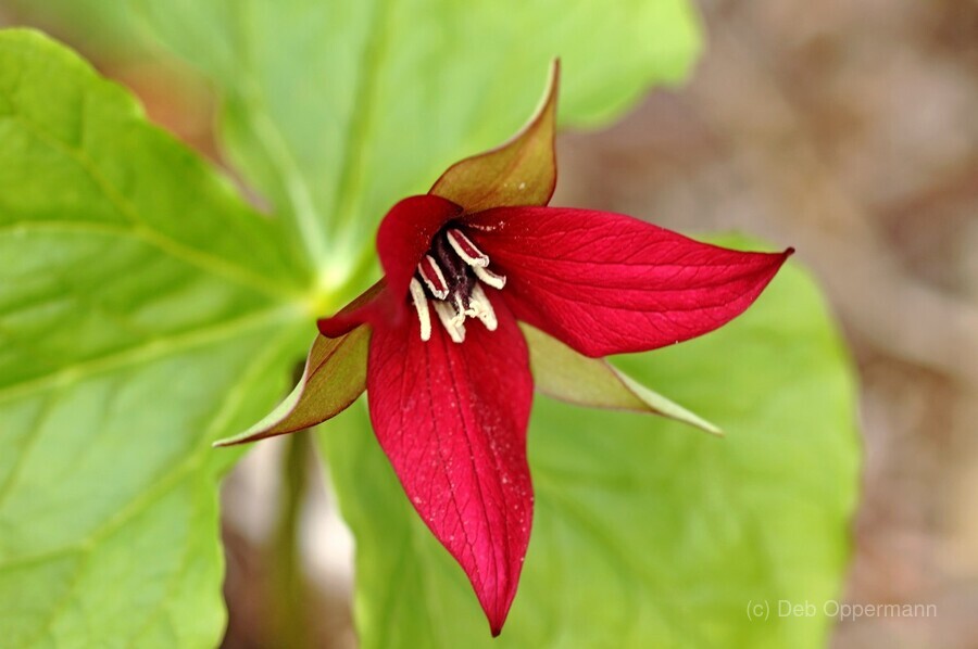 Nodding Red Trillium by Deb Oppermann Wall Art