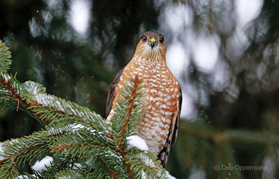 Sharpie In Winter by Deb Oppermann Wall Art