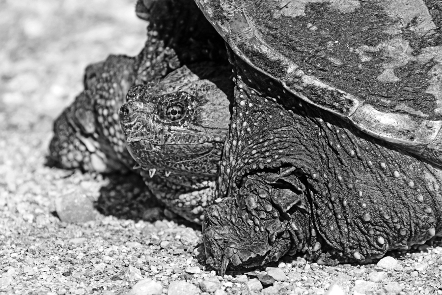 Snapping Turtle Black And White by Deb Oppermann Wall Art