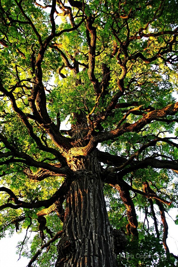 The Mighty Oak by Deb Oppermann Wall Art