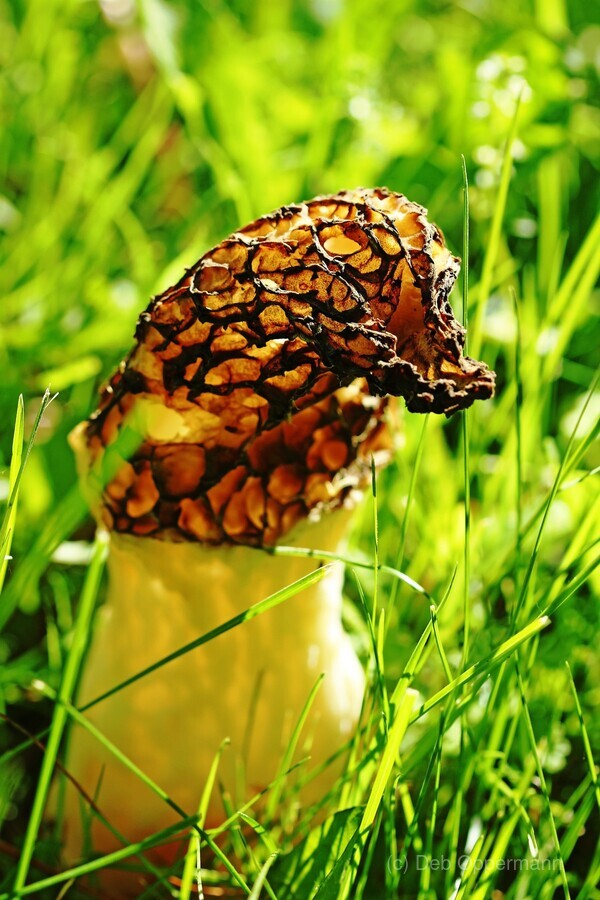 Yellow Morel by Deb Oppermann Wall Art