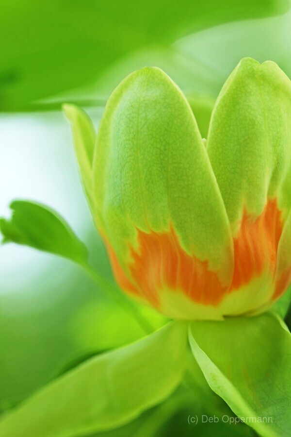 Yellow Poplar Flower by Deb Oppermann Wall Art