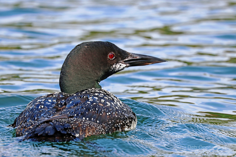 Common Loon Portrait by Deb Oppermann Wall Art