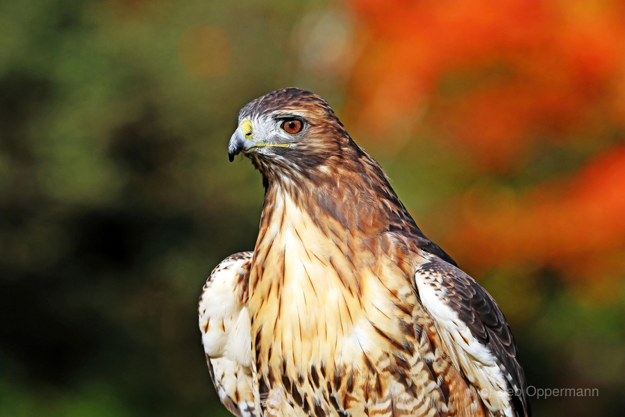 Red Tailed Hawk Profile I by Deb Oppermann Wall Art