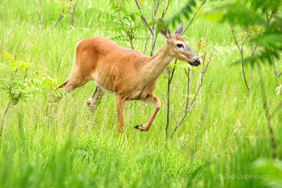 Yum That Was Good by Deb Oppermann Wall Art