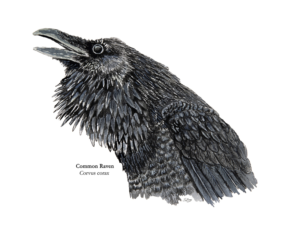 Stephen Emms Art Collection