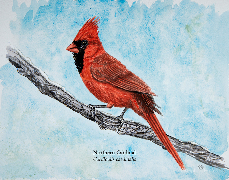 Stephen Emms Art Collection