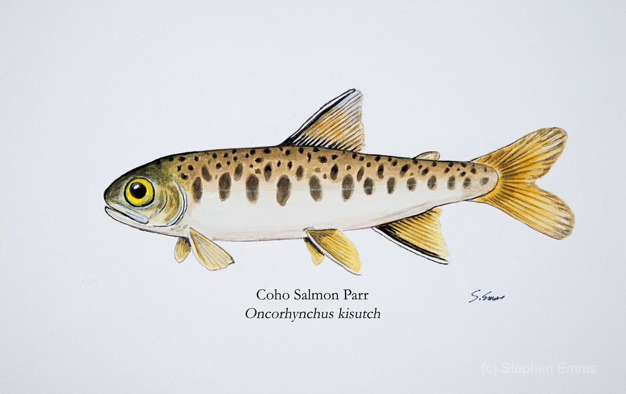 Stephen Emms Art Collection