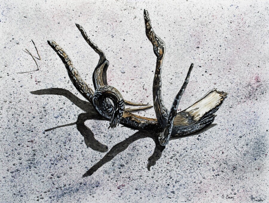 Stephen Emms Art Collection