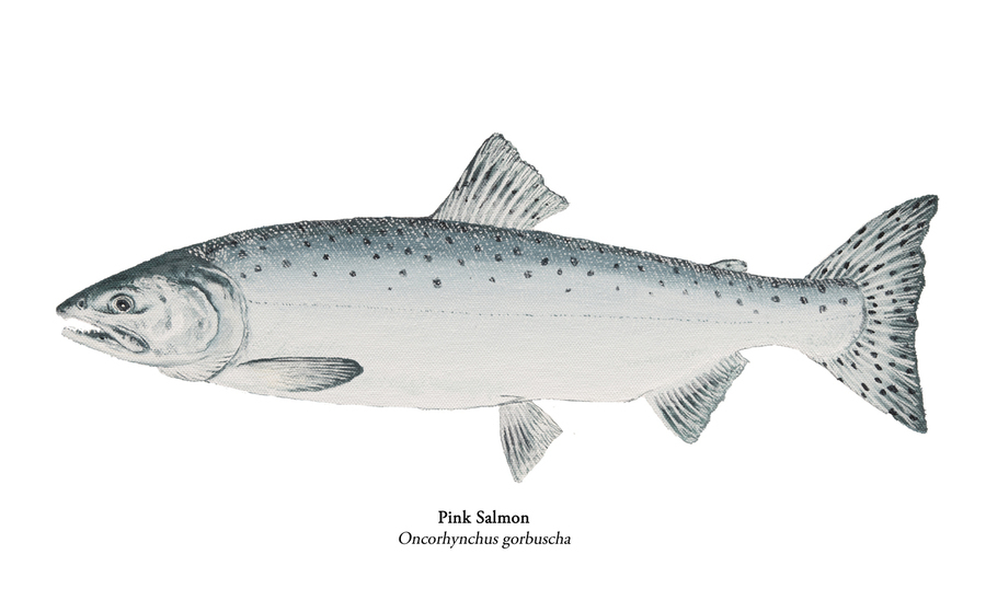 Stephen Emms Art Collection